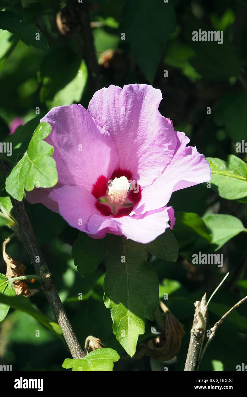Korean rose, Syrian ketmia, shrub althea, rose mallow, Straucheibisch ...