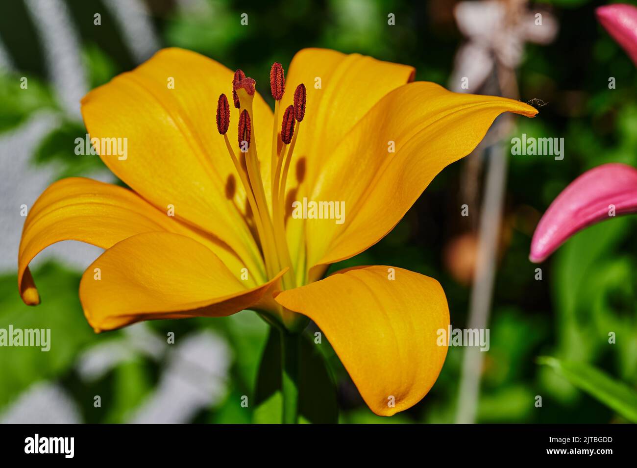 Close-up from the blossom of a yellow lily (Lilium Bulbiferum Stock ...