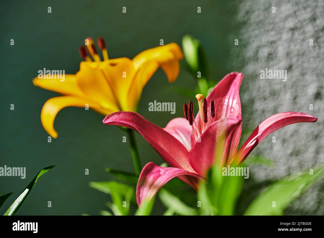 Close-up from the blossom of a pink lily (Lilium Bulbiferum Stock Photo ...