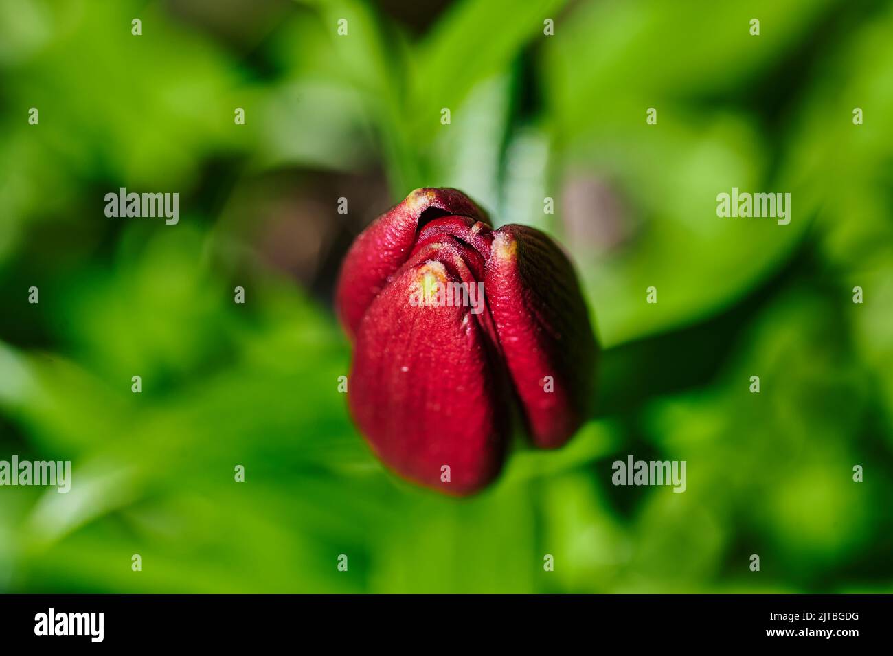 Close-up from the bud of a red lily (Lilium Bulbiferum Stock Photo - Alamy