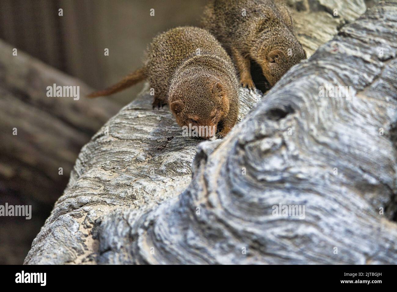 A closeup shot of common dwarf mongooses on wood in a zoo in daylight ...