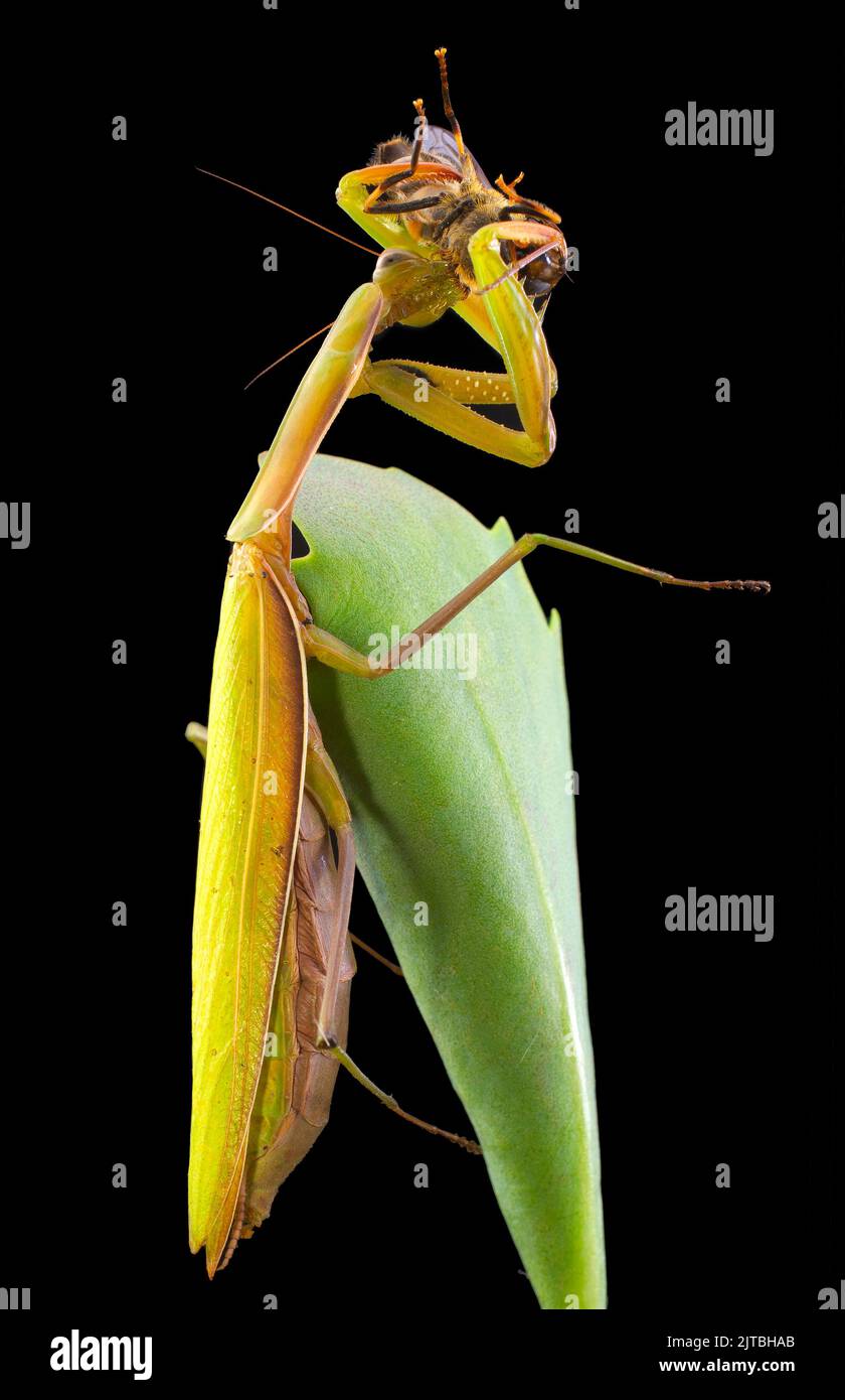 Ukraine, Kharkiv, praying mantis, insect, food, macro photography Stock ...