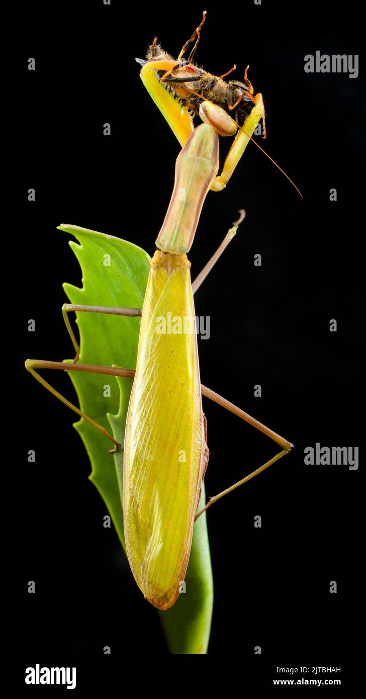 Ukraine, Kharkiv, praying mantis, insect, food, macro photography Stock ...