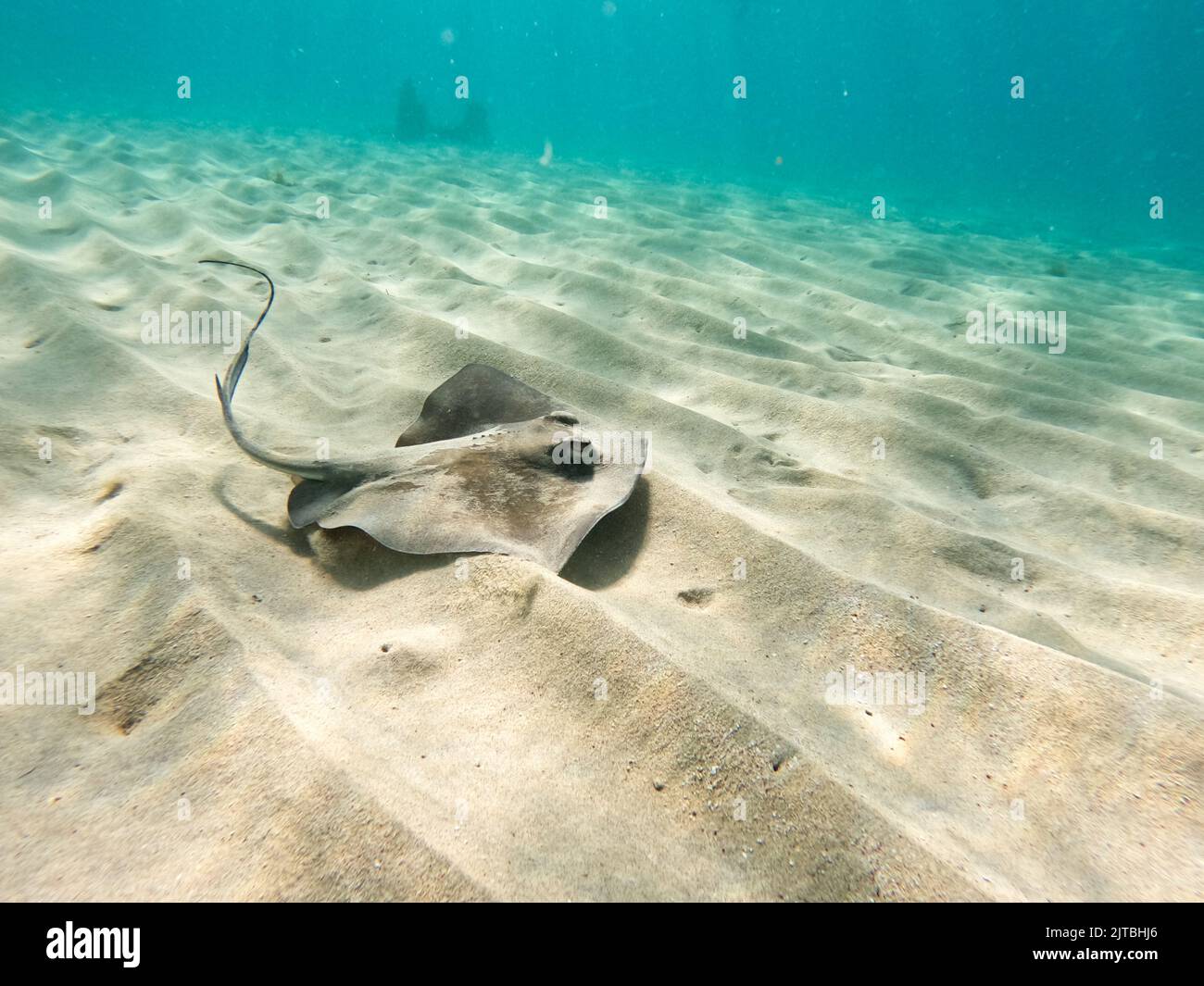 Stingray in the Caribbean Sea Stock Photo - Alamy