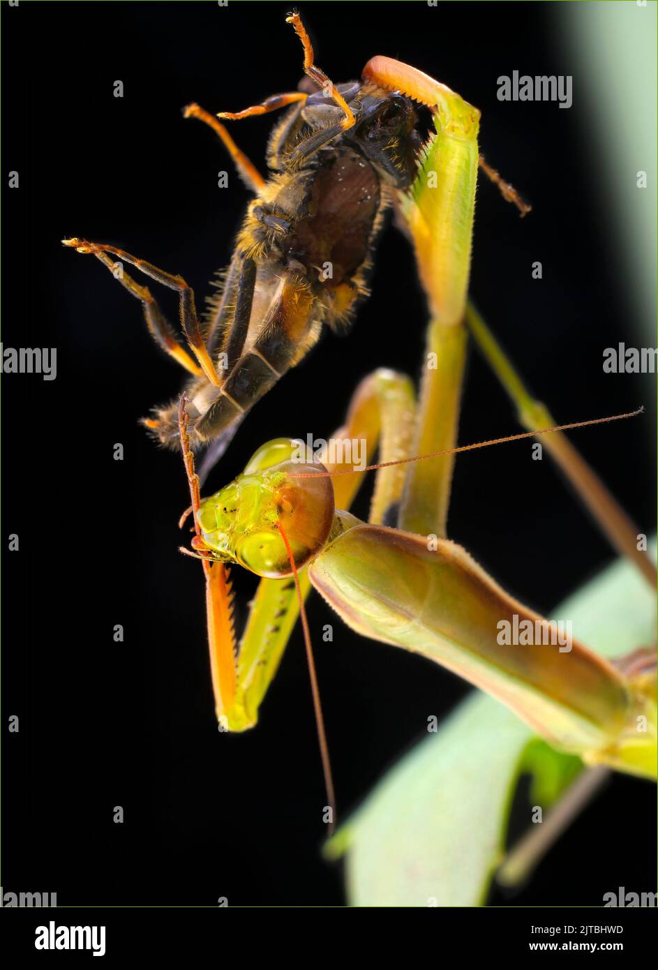 Ukraine, Kharkiv, praying mantis, insect, food, macro photography Stock ...