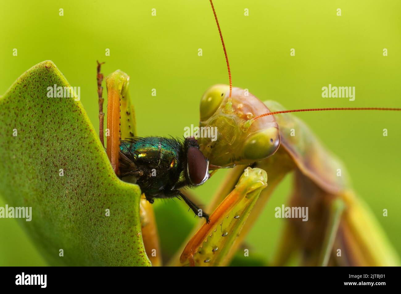 Ukraine, Kharkiv, praying mantis, insect, food, macro photography Stock ...