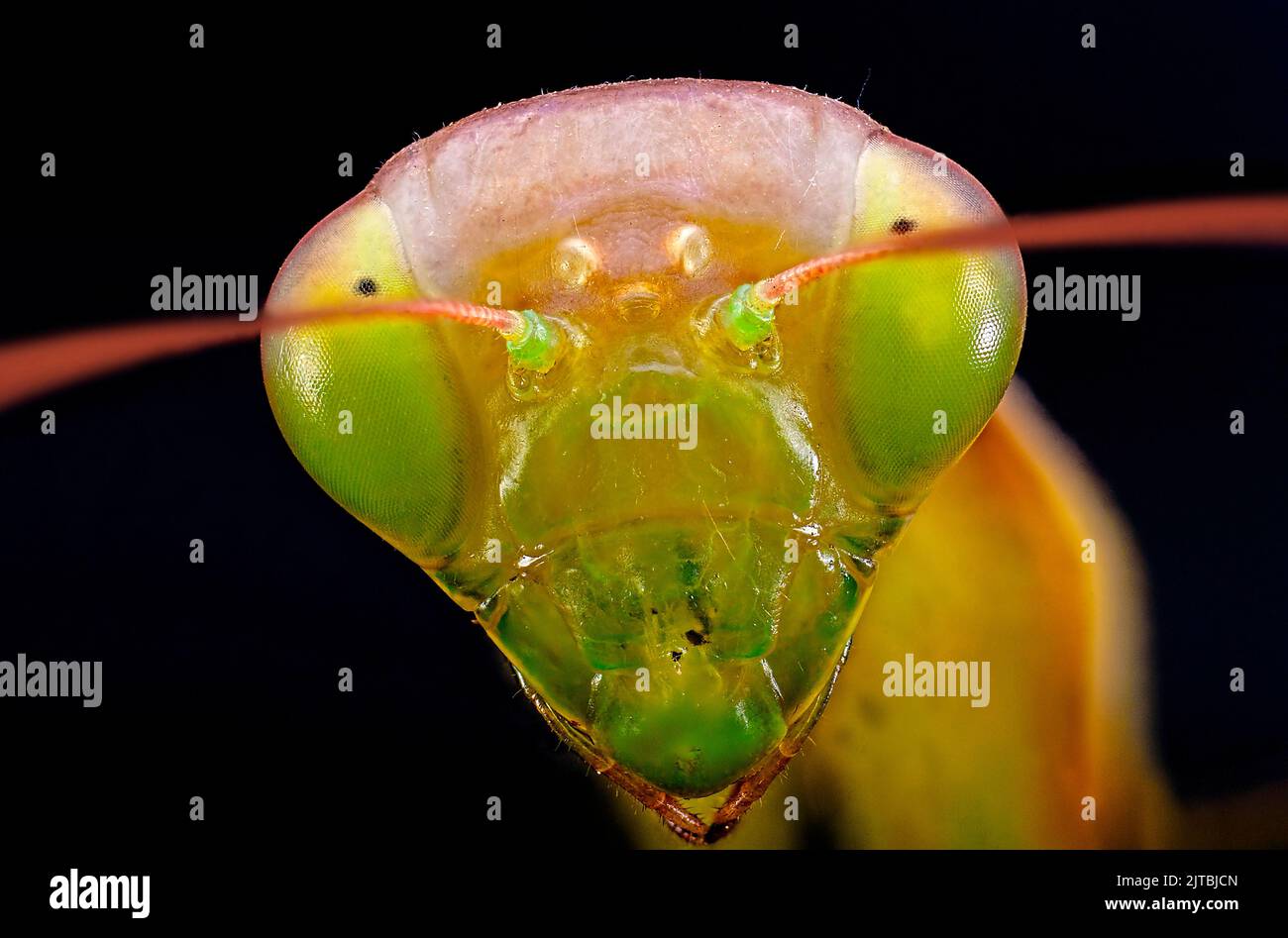 Eukaryotes animal hi-res stock photography and images - Alamy