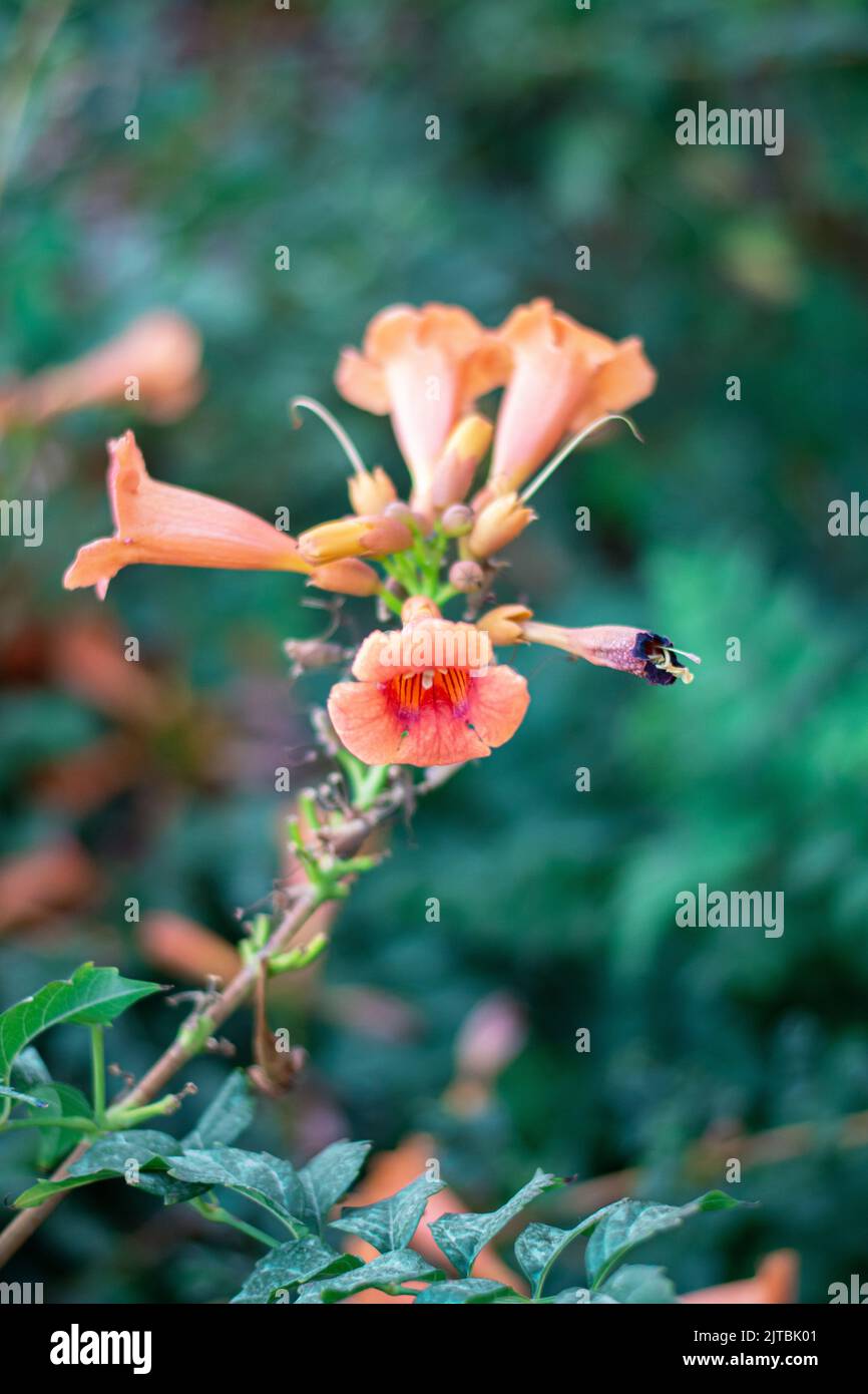 orange wake robin in the garden Stock Photo - Alamy