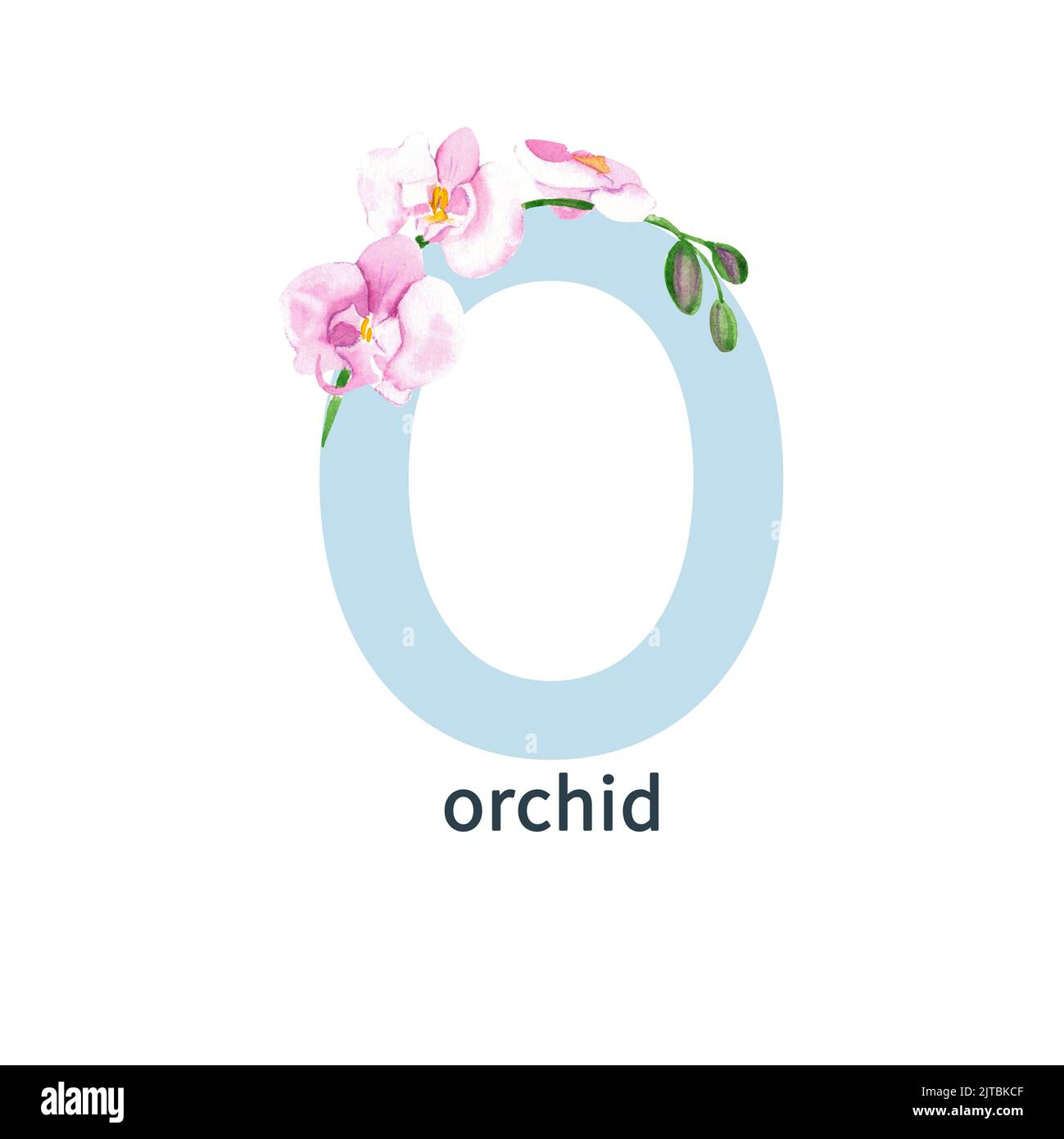 Letter O, pink orchid, colorful flower ABC alphabet. Watercolor ...