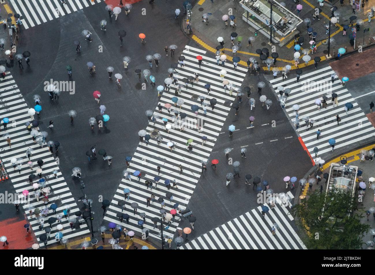 Pedestrians with umbrellas cross the multi-directional scramble ...