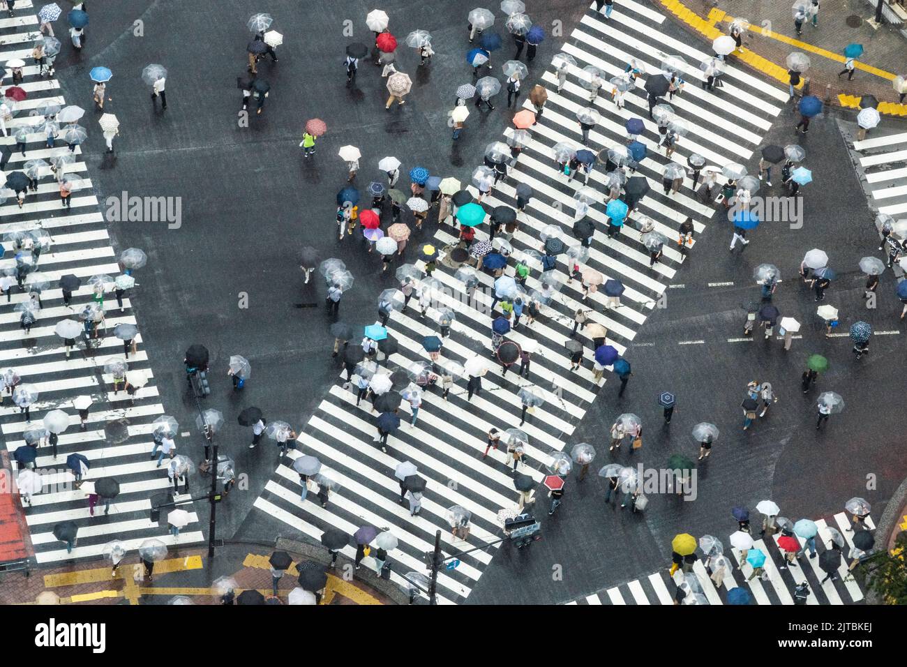 Pedestrians with umbrellas cross the multi-directional scramble ...