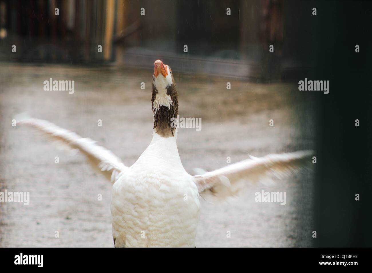 The goose is looking at the sky with its wings spread against the rain ...
