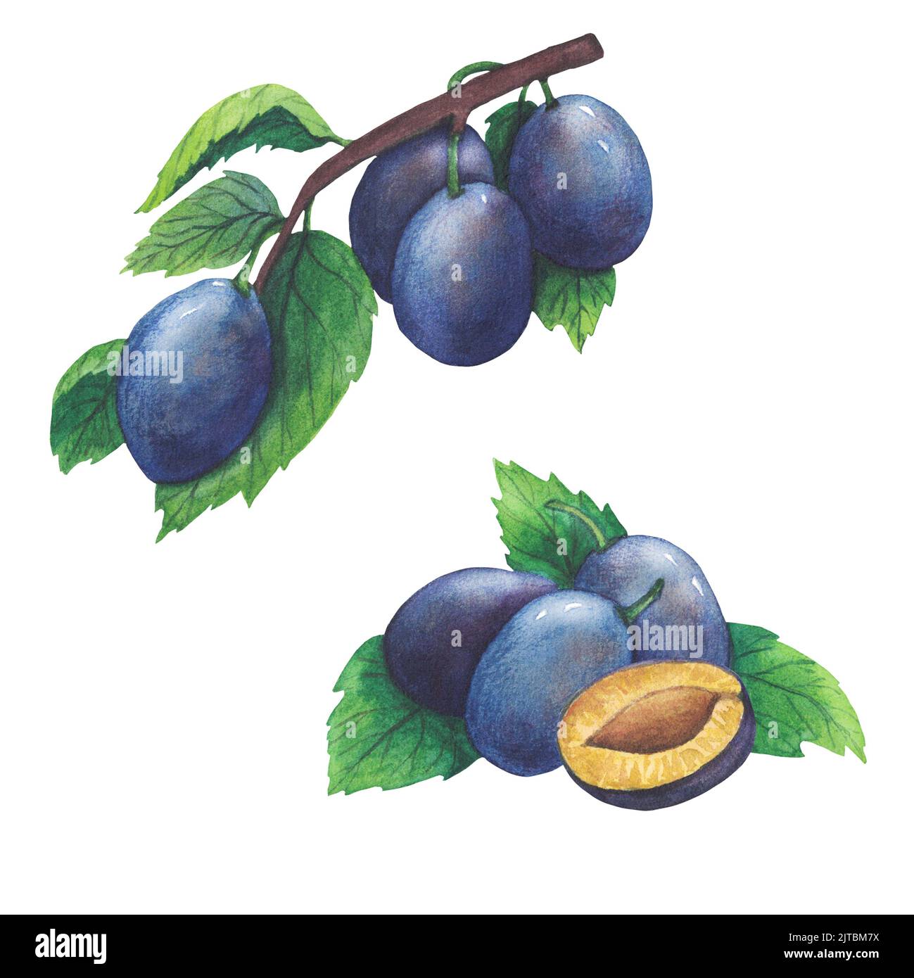 Hand drawn watercolor plum and leaves isolated on white background ...