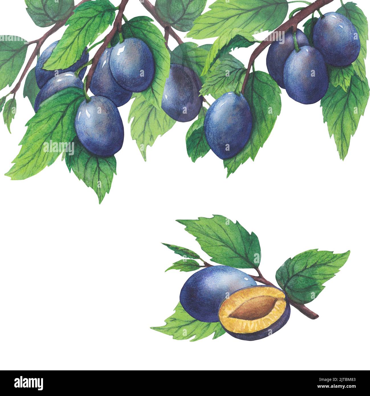 Hand drawn watercolor plum and leaves isolated on white background ...