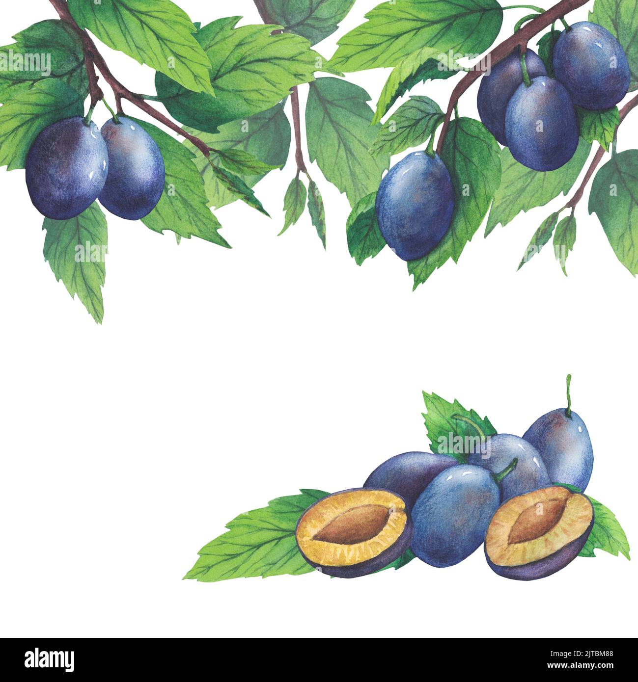 Hand drawn watercolor plum and leaves isolated on white background ...