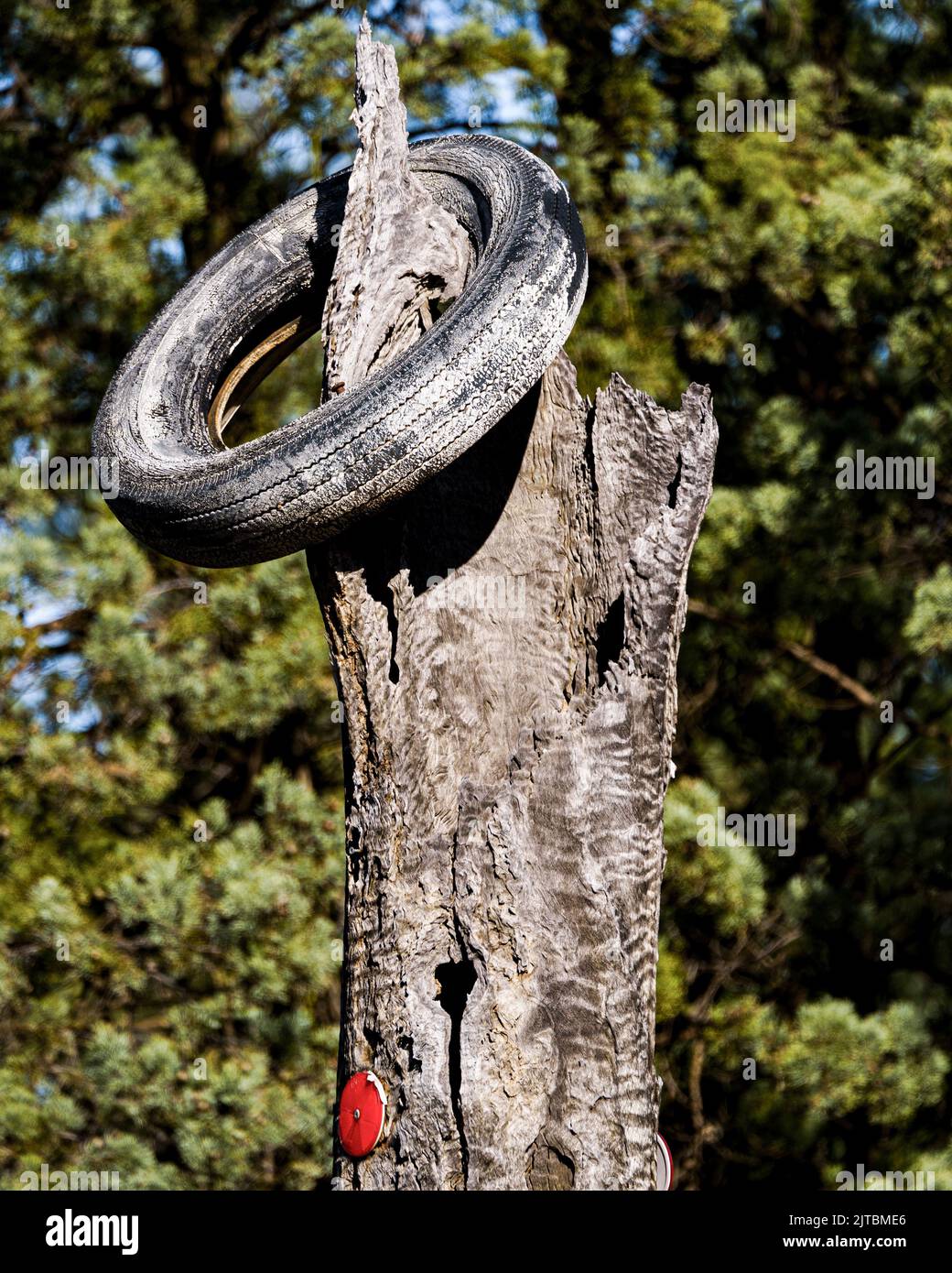 A vertical closeup of an old tire hanging from a tree Stock Photo - Alamy