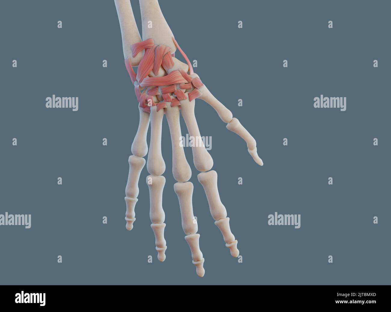 Wrist Condylar Joint