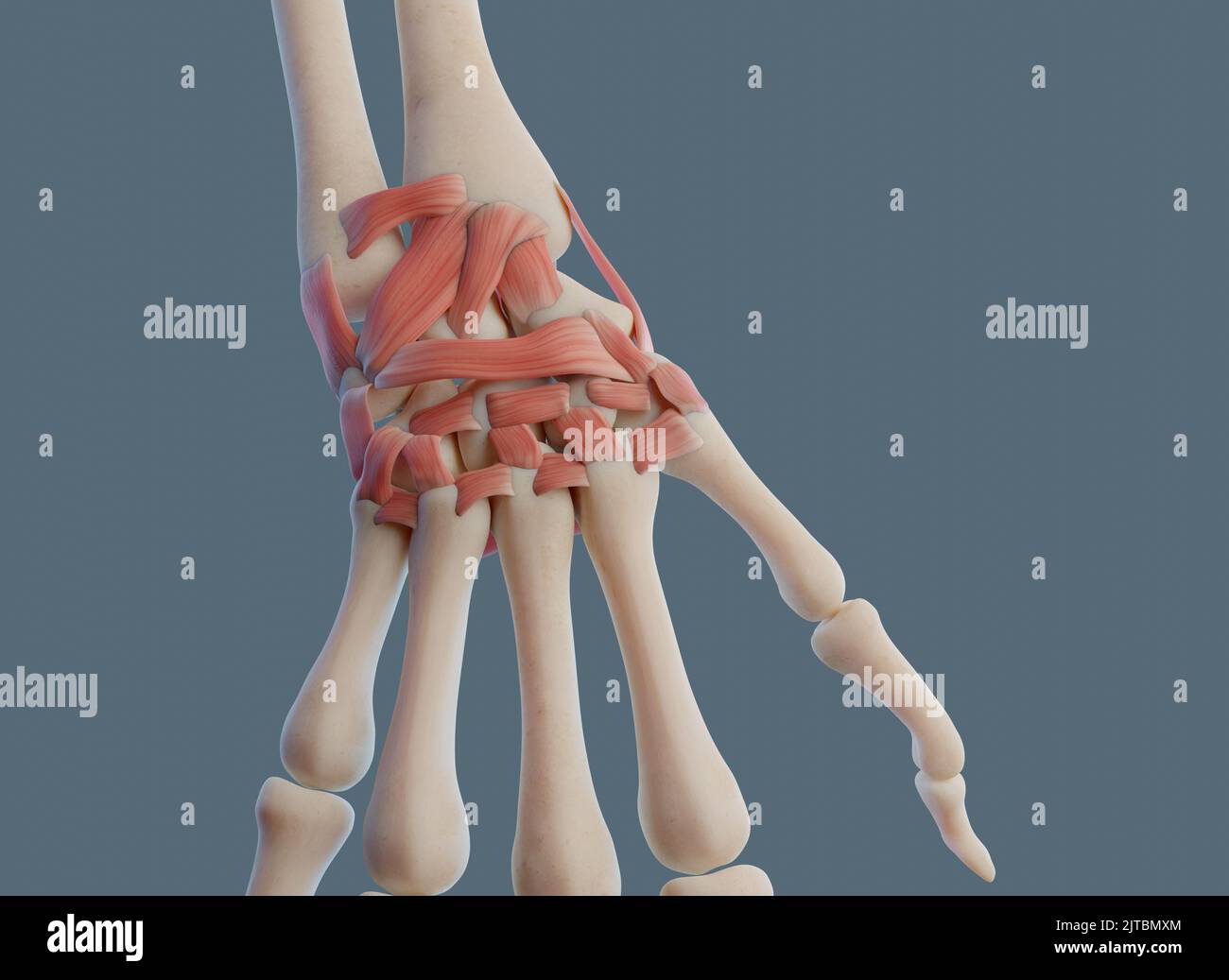 Close view of wrist joint, with ligaments and bones Stock Photo - Alamy