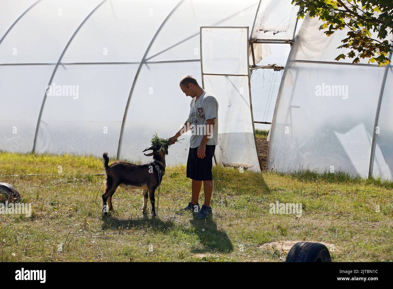 ODESA REGION, UKRAINE - AUGUST 29, 2022 - An IDP feeds a goat at the ...