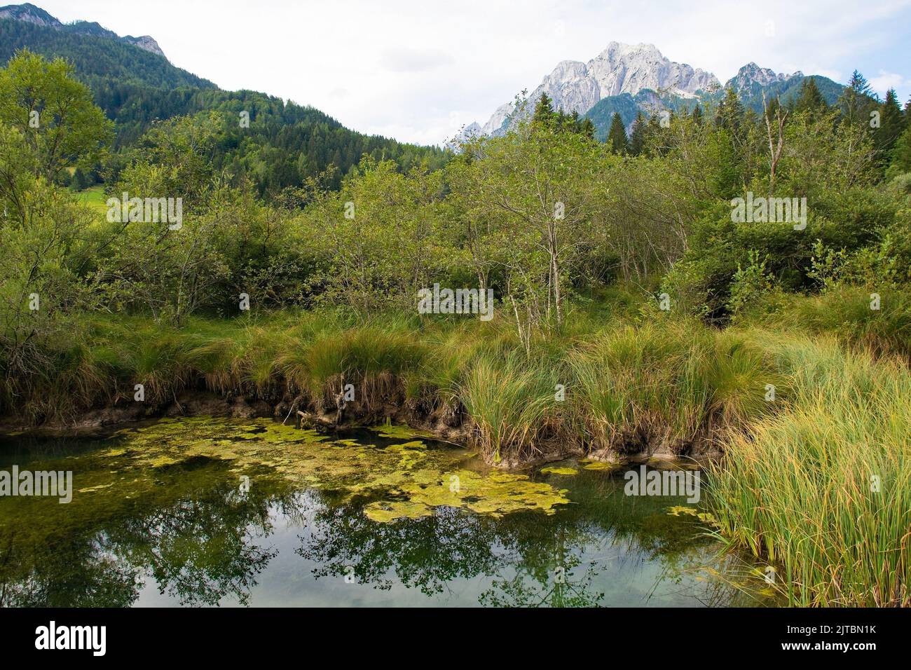 Zelenci Nature Reserve near Kranjska Gora in north west Slovenia. A ...