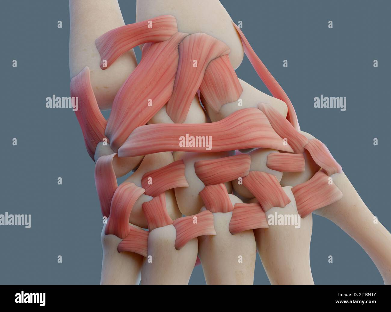 Close view of wrist joint, with ligaments and bones Stock Photo - Alamy