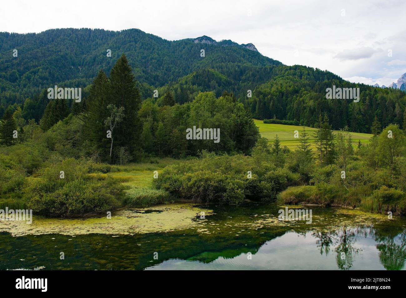 The Zelenci Nature Reserve near Kranjska Gora in north west Slovenia ...