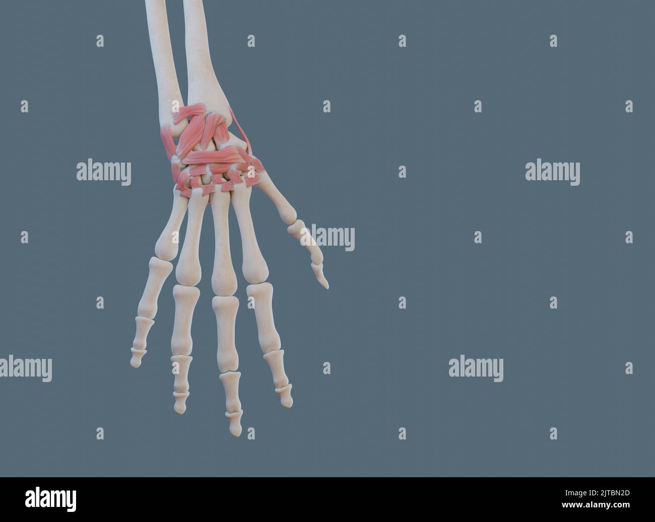 Close view of carpal (wrist) joint, with ligaments and bones Stock ...