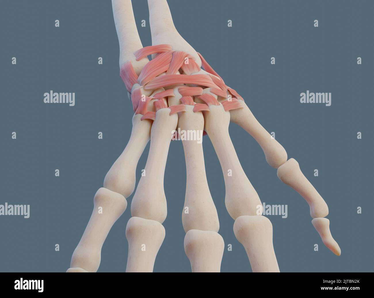 Close view of wrist joint, with ligaments and bones Stock Photo - Alamy