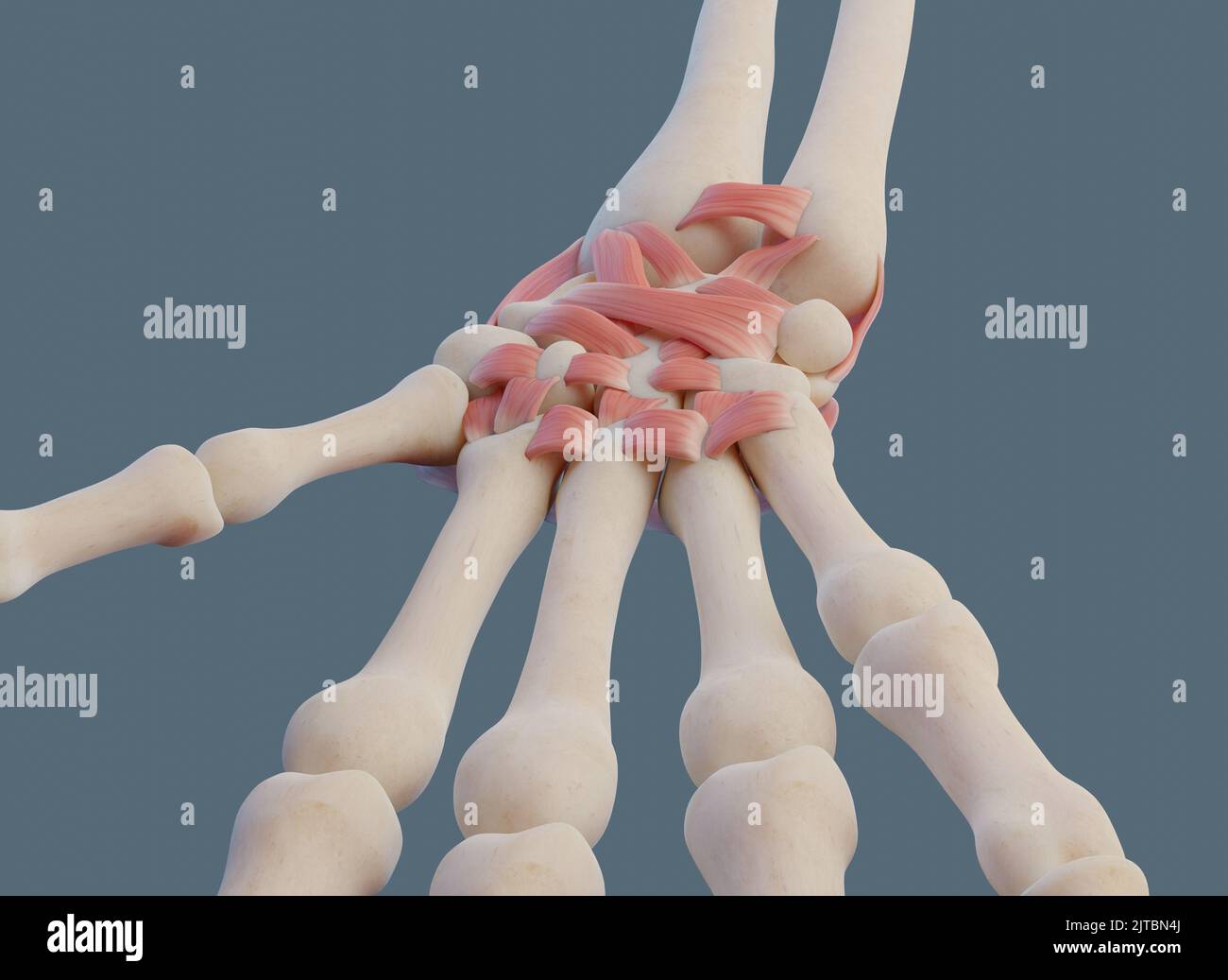 Dorsal intercarpal ligaments hi-res stock photography and images - Alamy