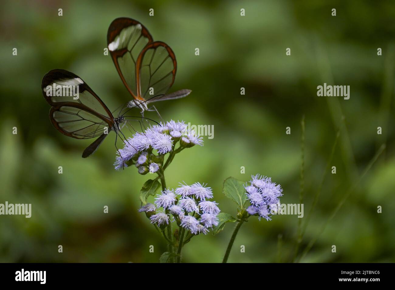 San Salvador, El Salvador. 29th Aug, 2022. Butterflies known as "Greta ...