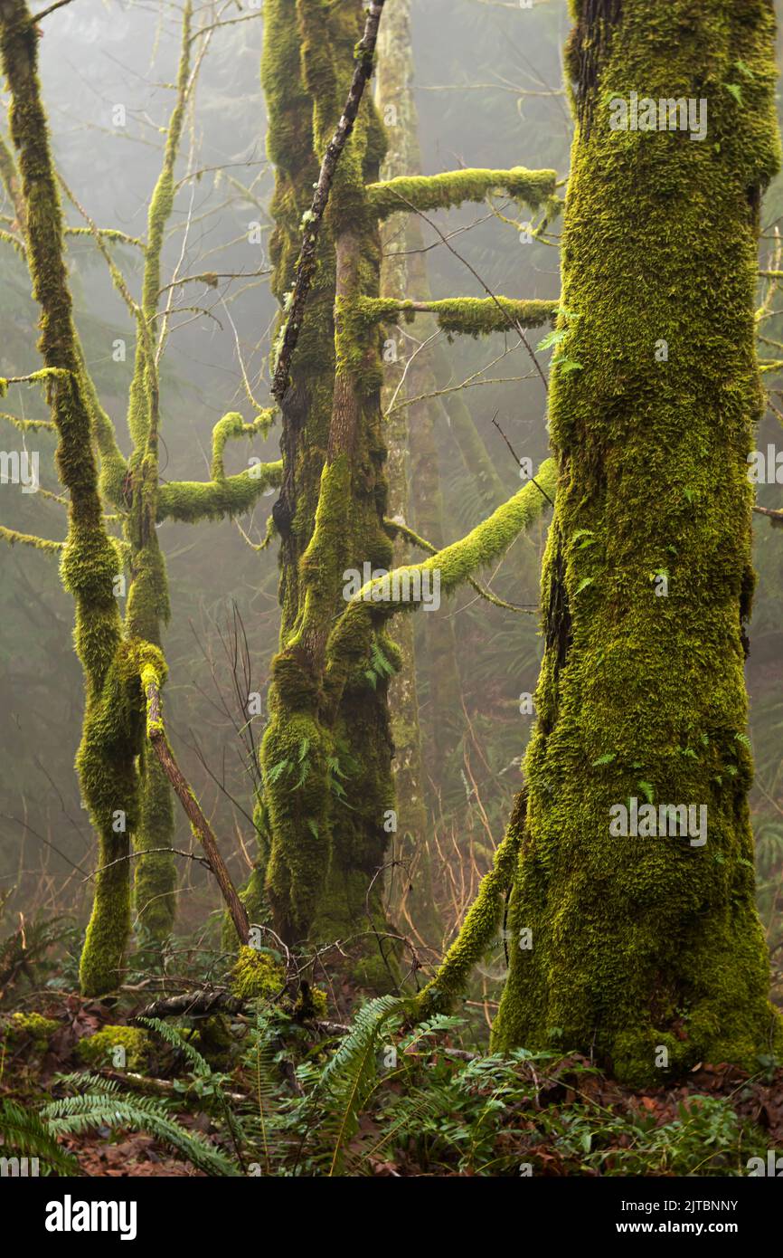 WA21898-00...WASHINGTON - Moss covered trees in the fog below Tiger ...