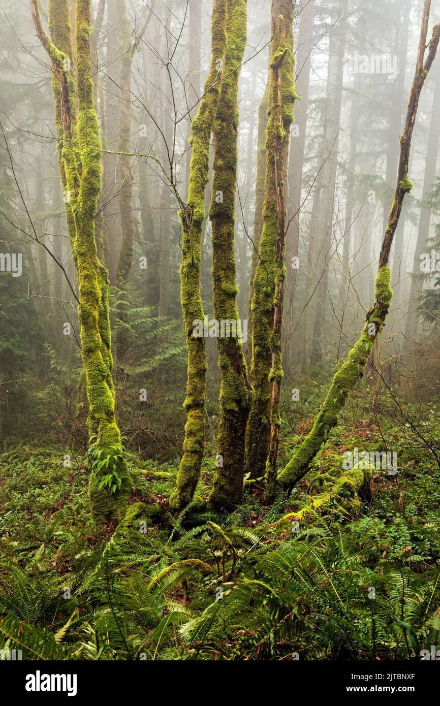 WA21900-00...WASHINGTON - Moss covered trees in the fog below Tiger ...