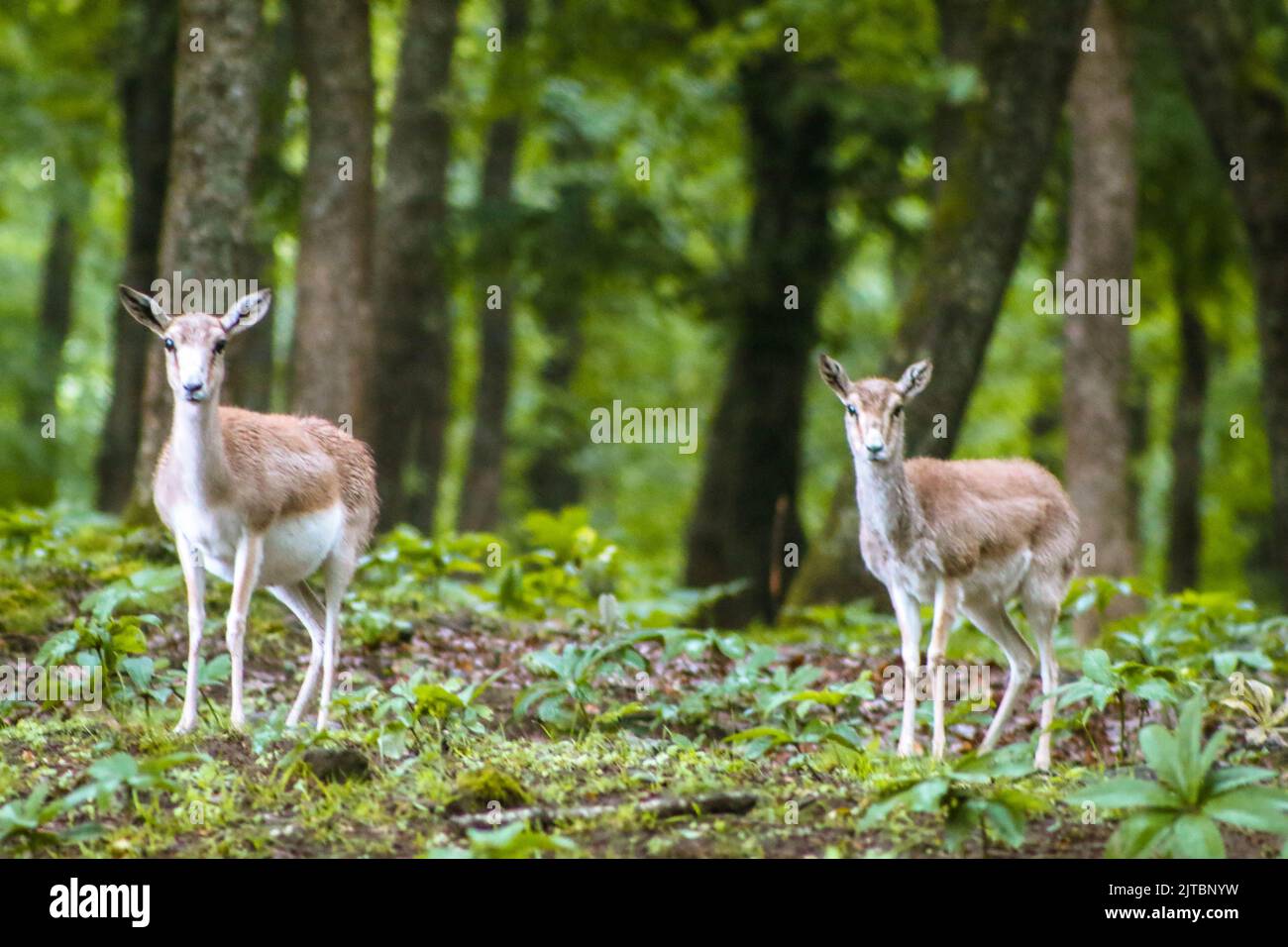 Gazelles are looking straight at us in the forest, selective focus ...