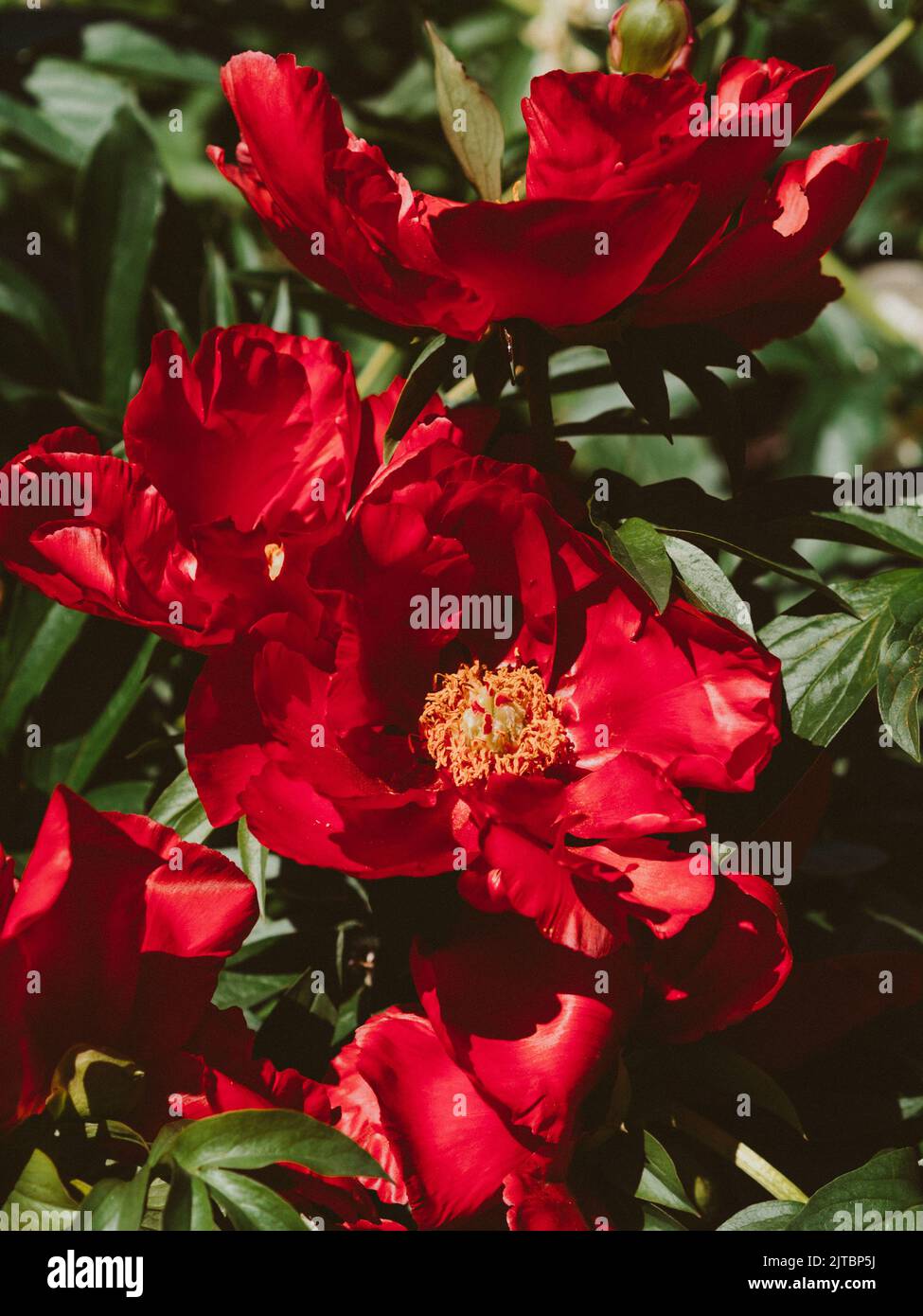 Burgundy peonies hi-res stock photography and images - Alamy