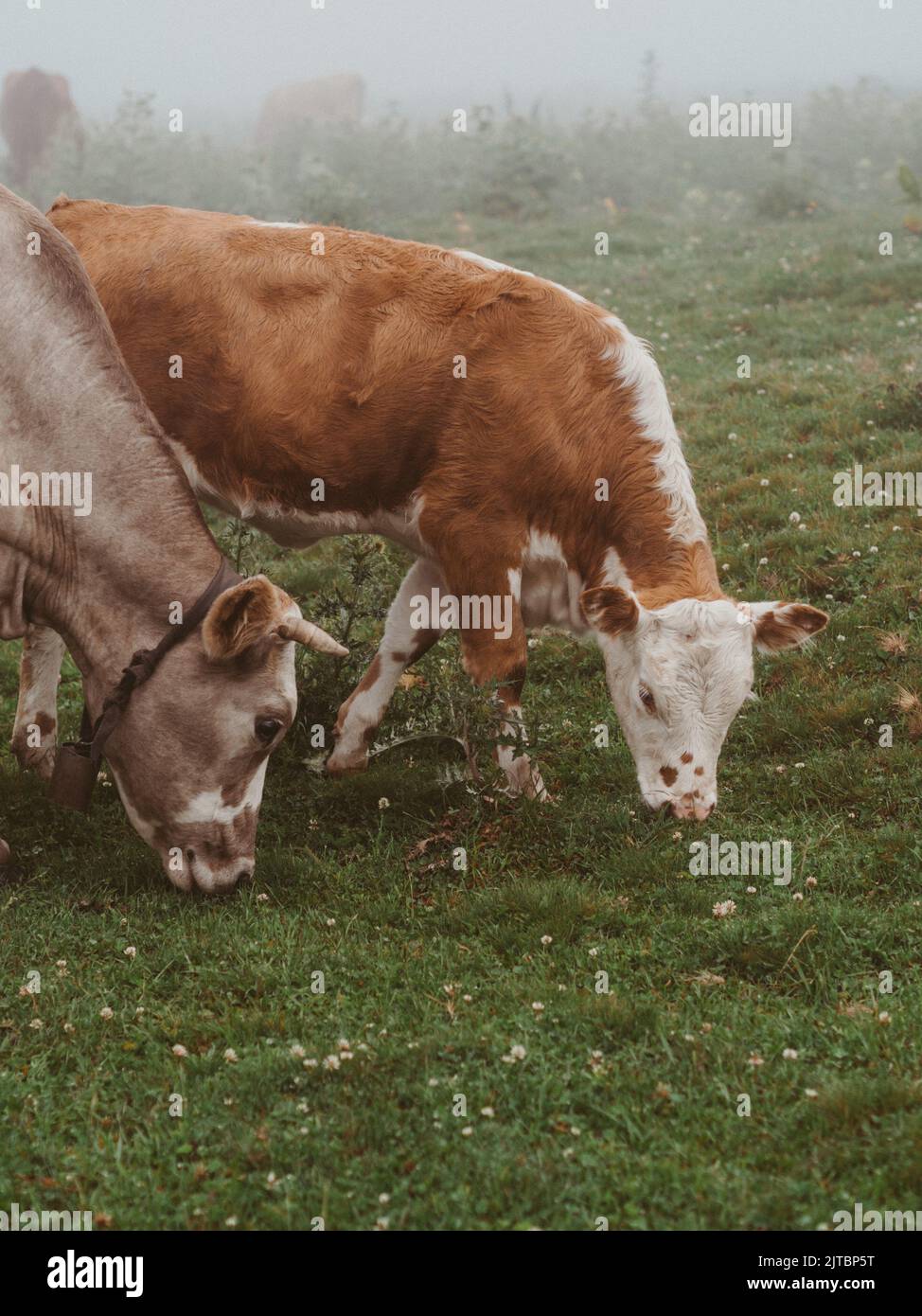 Close-up of a cow and calf in a green meadow on a foggy summer morning ...