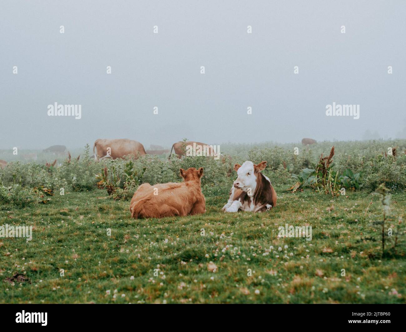 Two calves in a green meadow on a foggy summer morning and cows eating ...