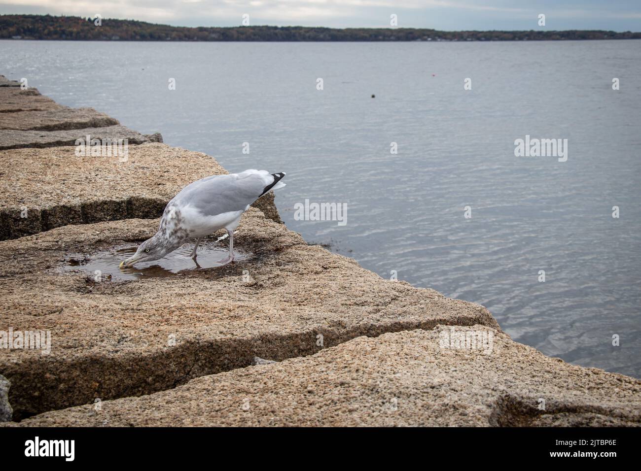 A seagull drinking water along the Maine coast Stock Photo - Alamy