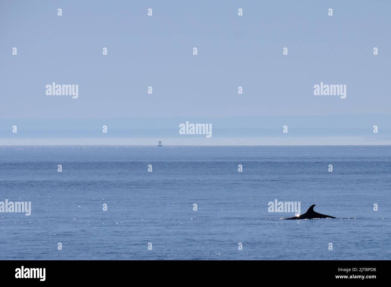 Whales in the st lawrence river hi-res stock photography and images - Alamy