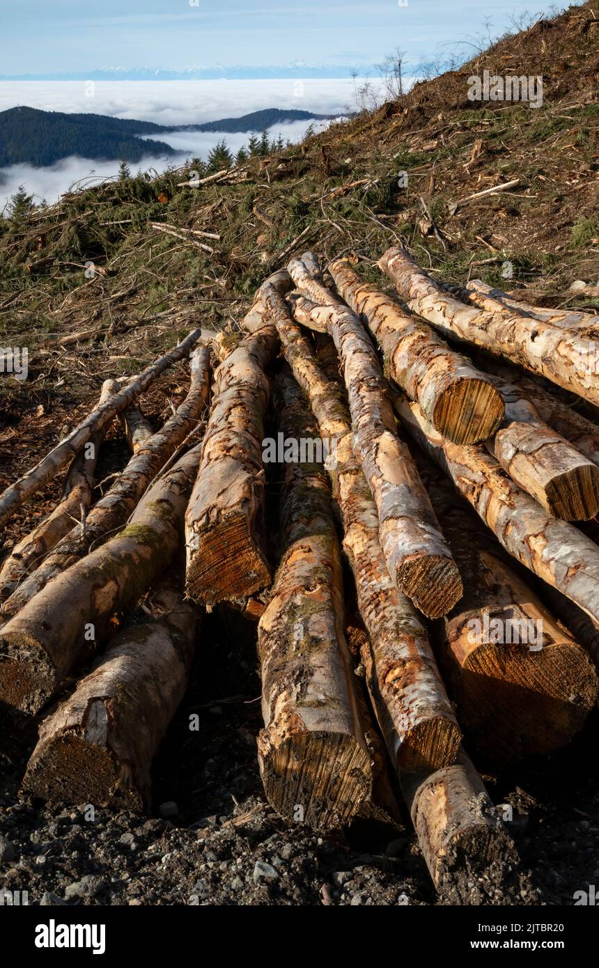 WA21916-00...WASINGTON - Logs waiting for transport at the newly ...