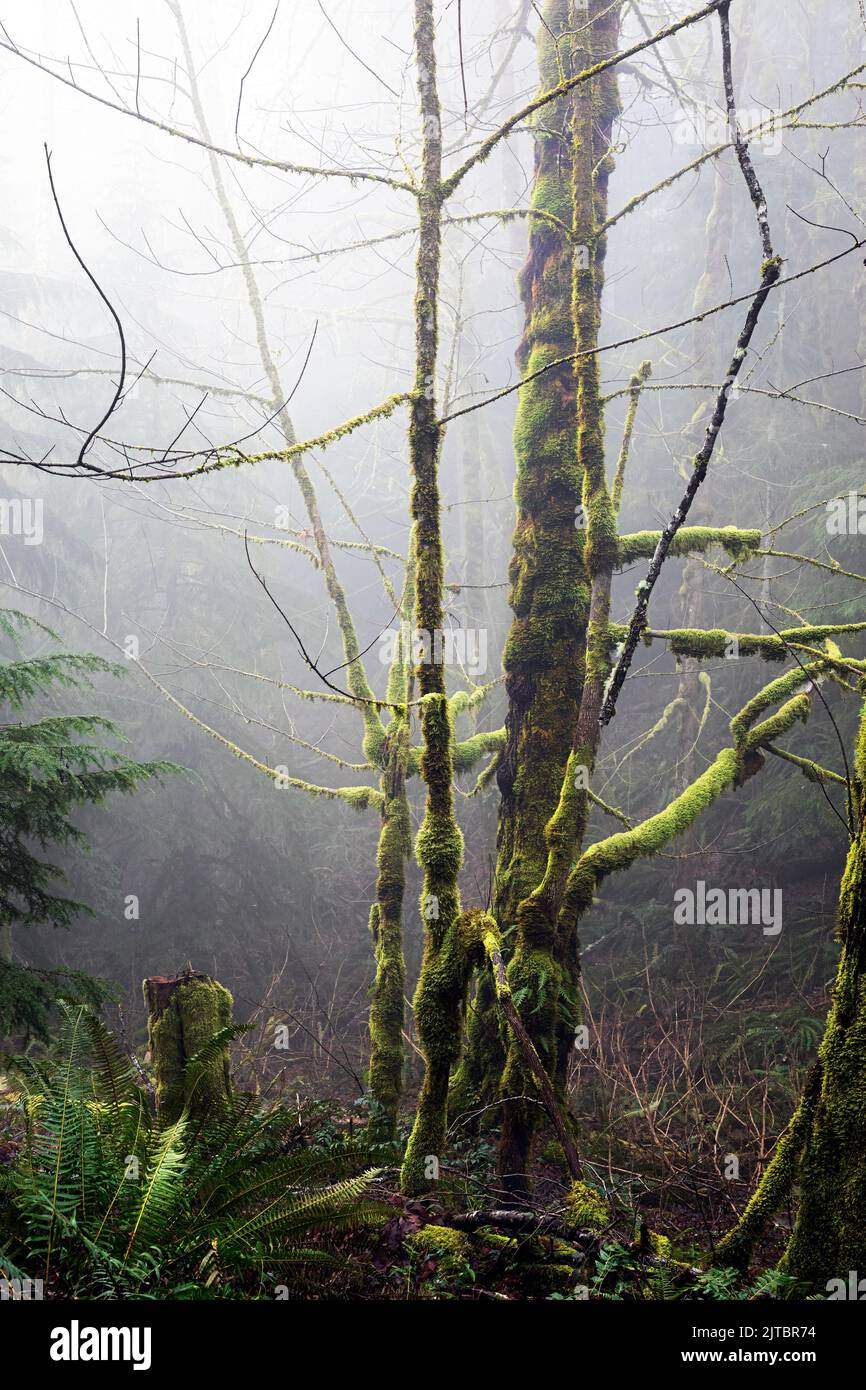 WA21919-00...WASHINGTON - Skinny moss covered trees in the fog on Tiger ...