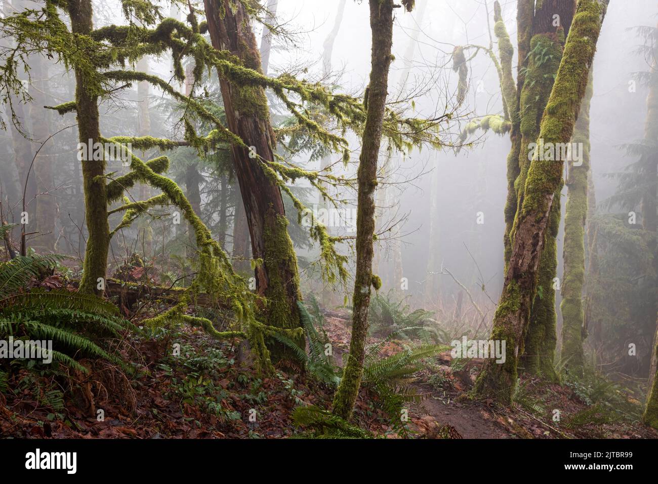 WA21920-00...WASHINGTON - Thick fog covering the forest and trails ...