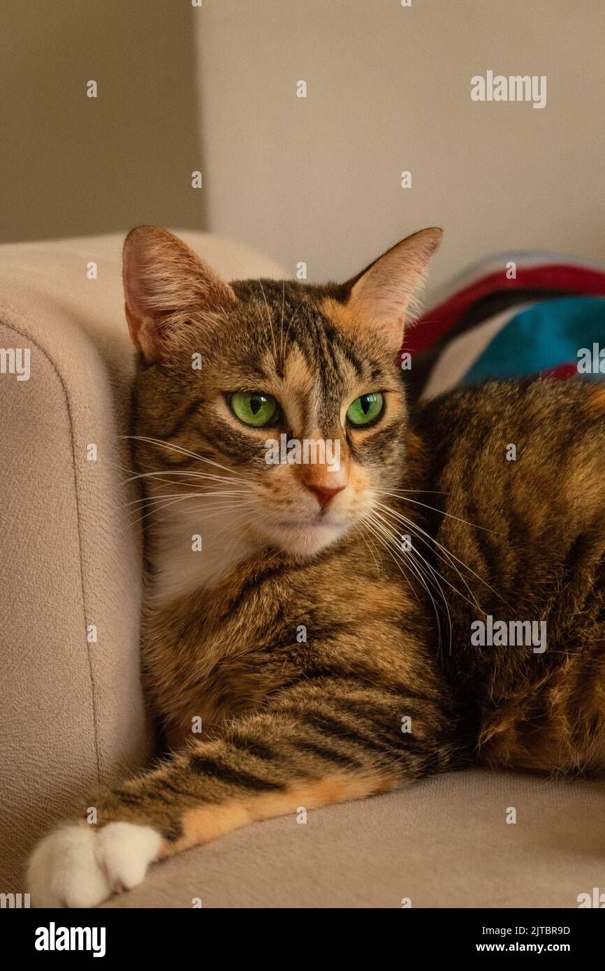 house cat on a couch Stock Photo - Alamy