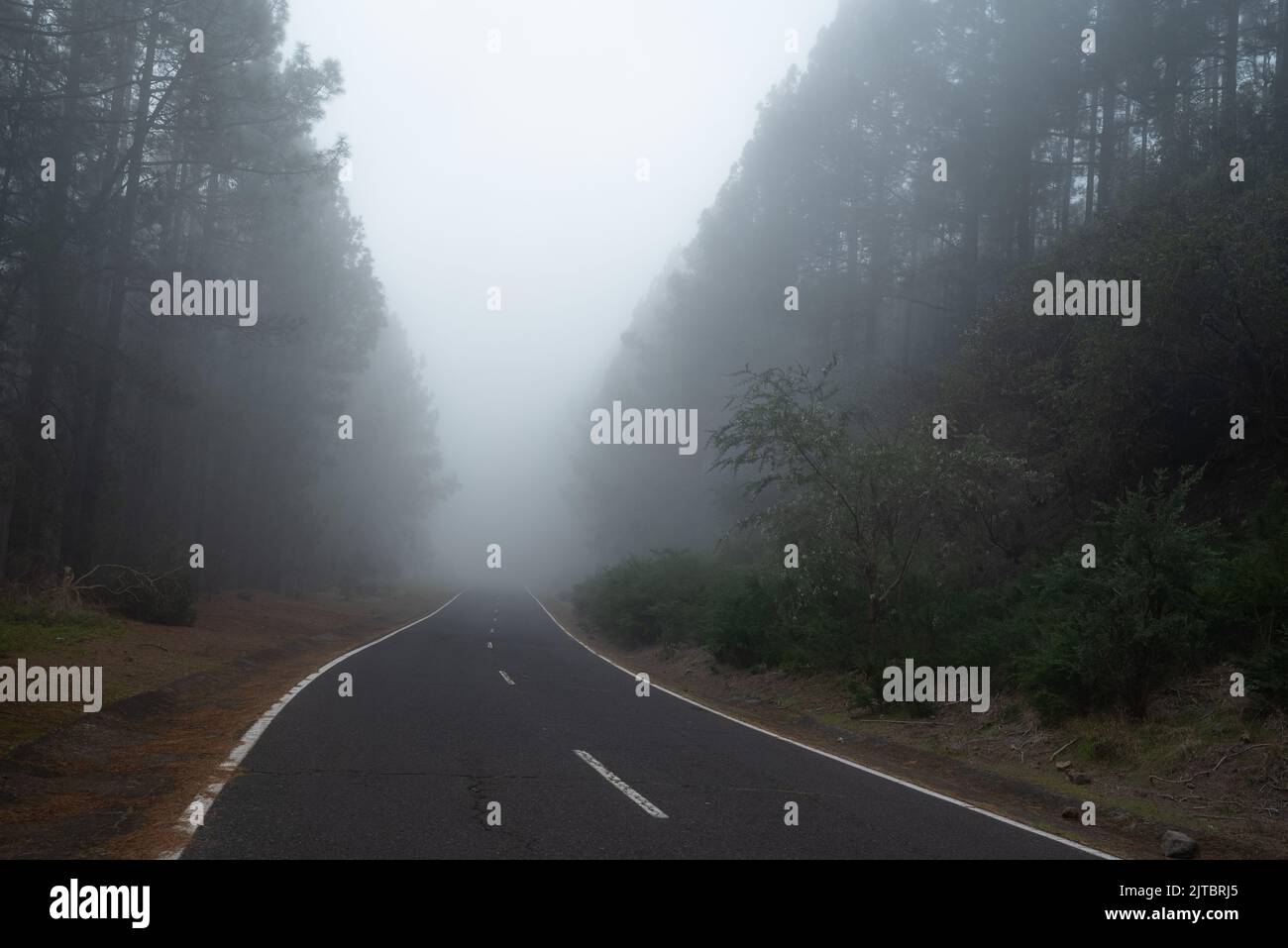 Foggy forest road between pines. Mysterious misty day in the woods ...