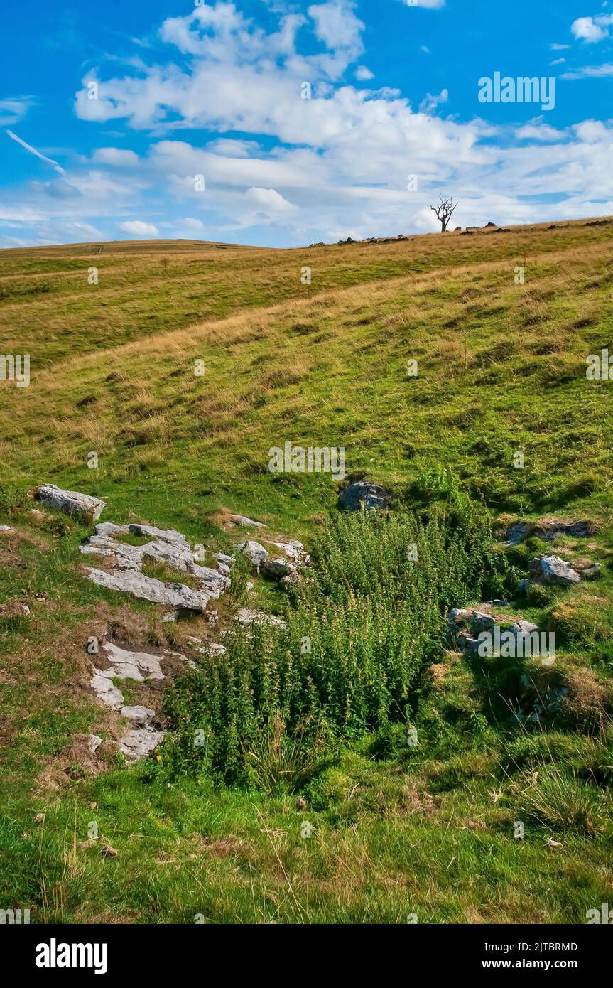 Natural sinkhole or blocked cave entrance on pasture land with a ...