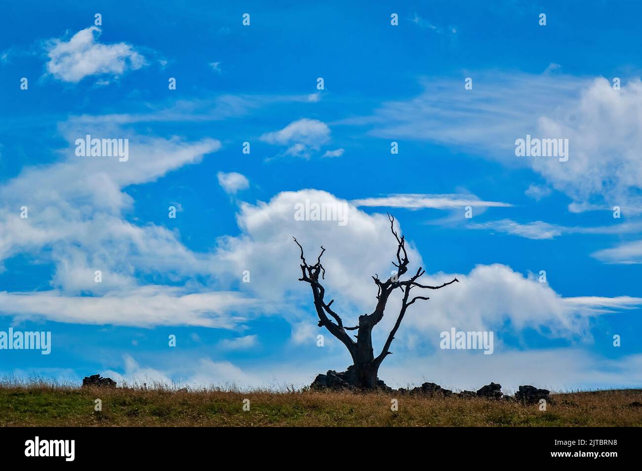 Derelict barn and a dead tree on pasture land with a spectacular summer ...