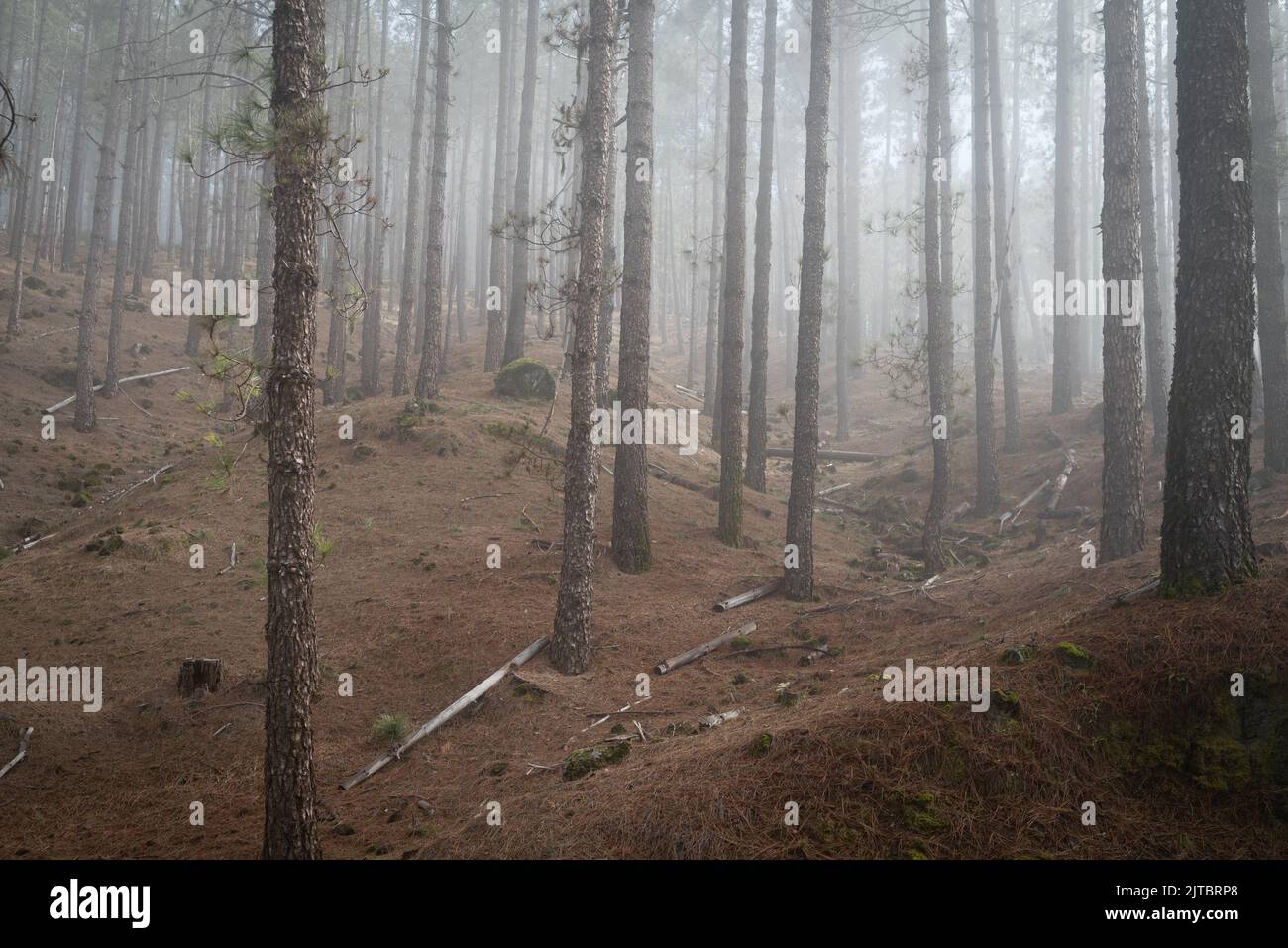 Foggy forest landscape with a path between pines with logs in the way ...