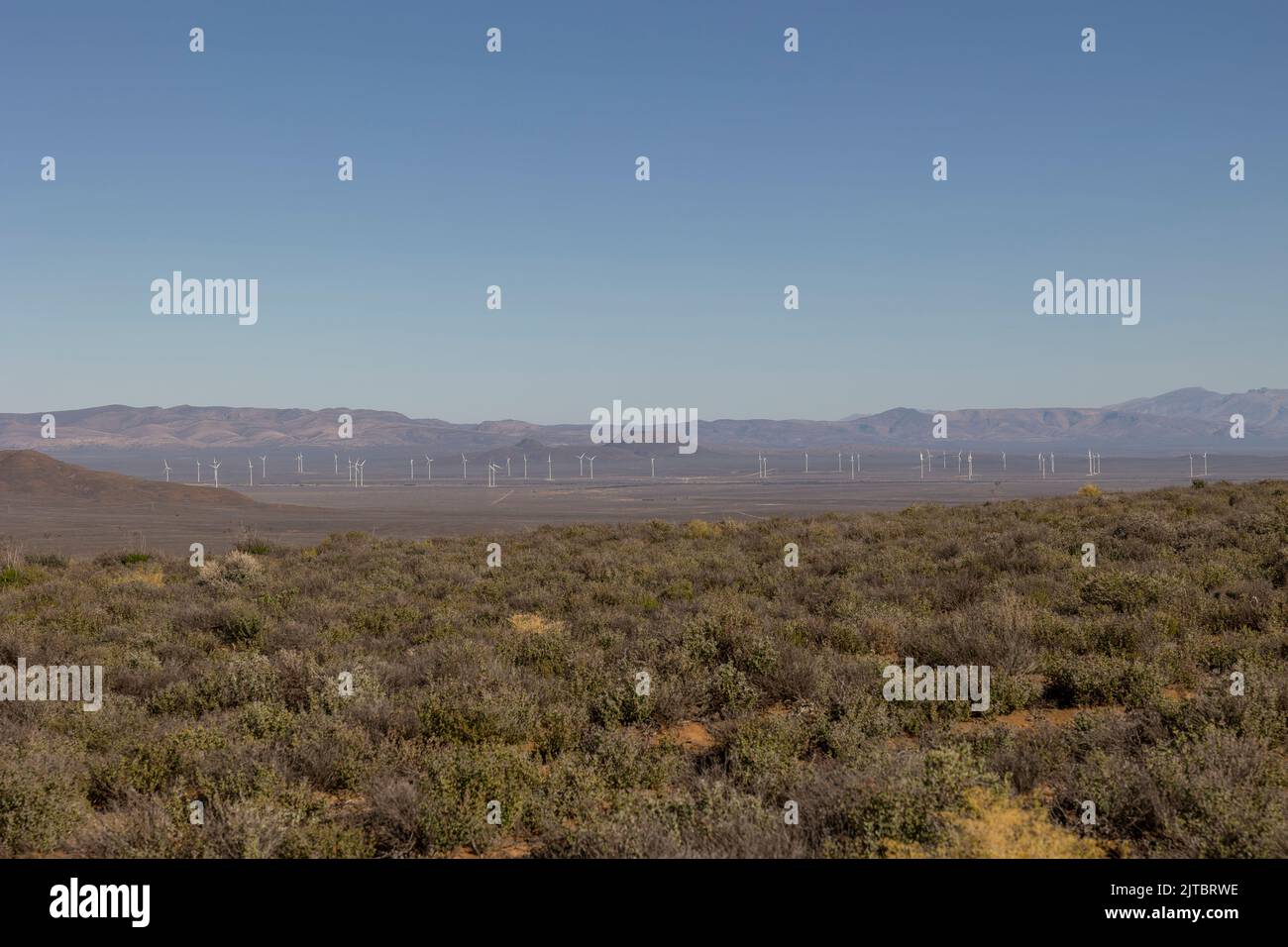 The plants in vast open field with wind turbines in the background ...