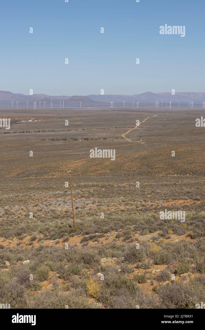 A vertical shot of plants in vast open field with wind turbines in the ...