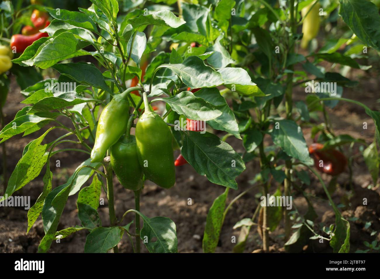 Peppers on a tree hi-res stock photography and images - Alamy