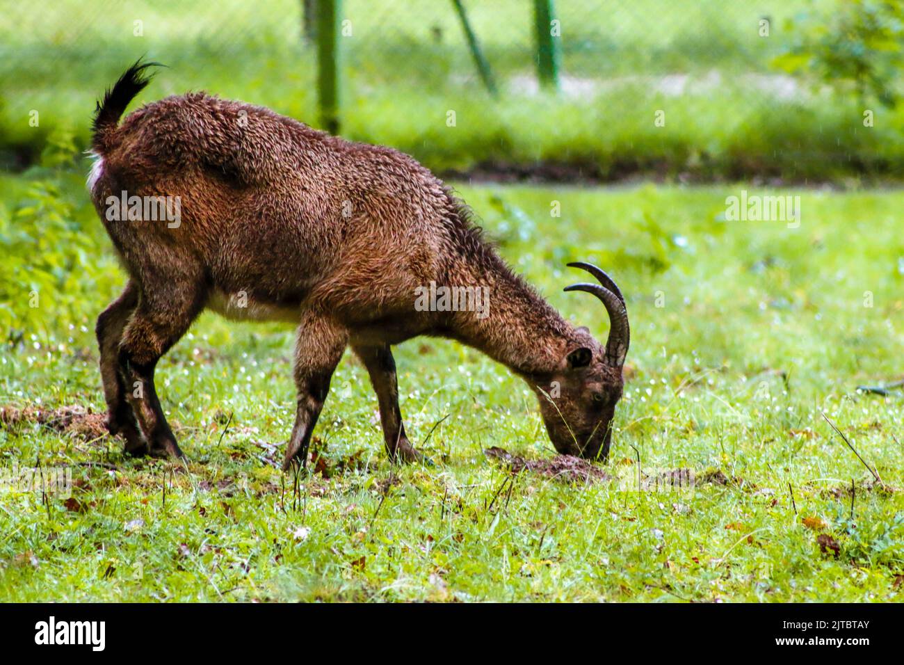 Side view of the goat, the mountain goat is eating grass in the meadow ...